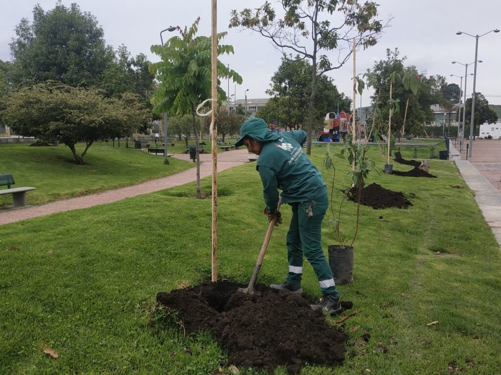 92 nuevos árboles pintan de verde al parque El Renacimiento - Jardín ...