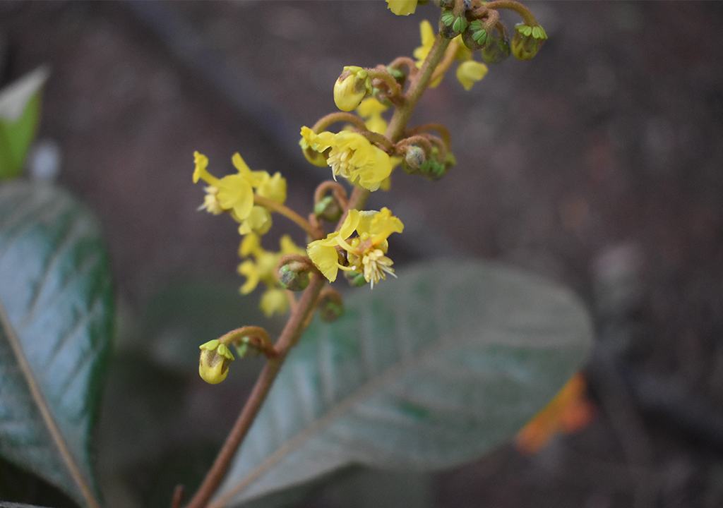 Byrsonima crassifolia - Jardín Botánico de Bogotá