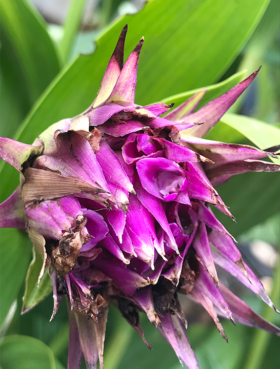 Elleanthus sphaerocephalus - Jardín Botánico de Bogotá