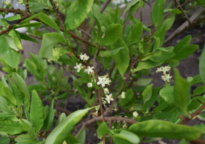 Erythroxylum coca - Jardín Botánico de Bogotá
