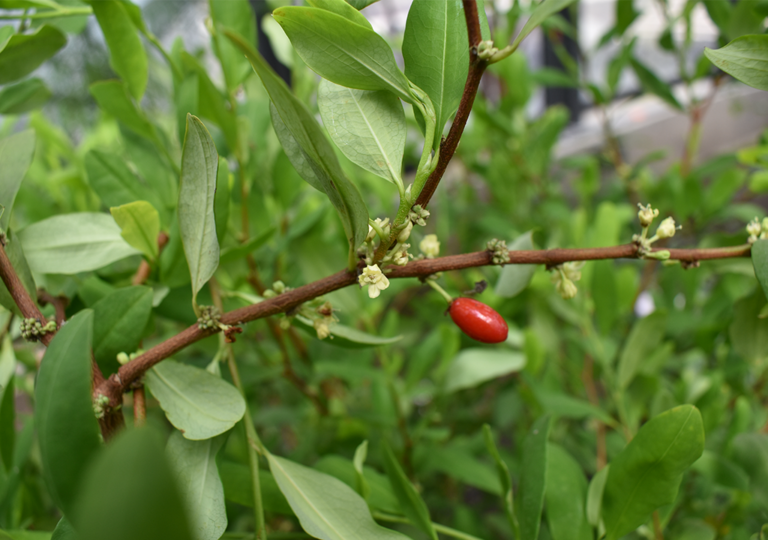 Erythroxylum novogranatense - Jardín Botánico de Bogotá