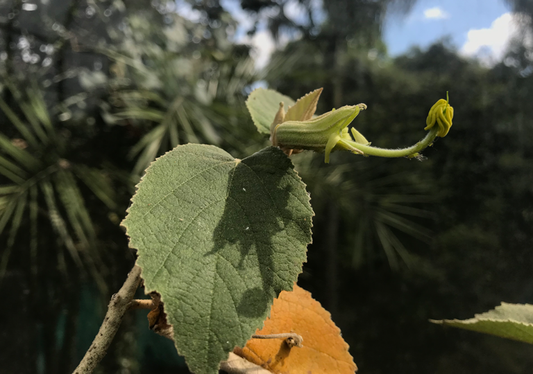 Helicteres baruensis - Jardín Botánico de Bogotá