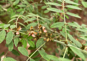 Indigofera suffruticosa - Jardín Botánico de Bogotá