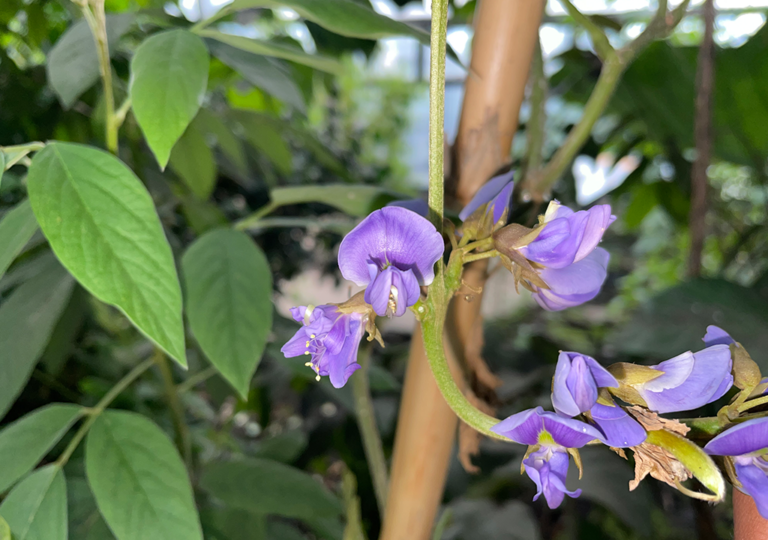 Pachyrhizus erosus - Jardín Botánico de Bogotá