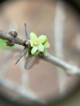 Randia aculeata - Jardín Botánico de Bogotá