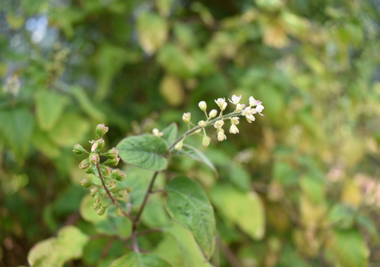 Rivinia humilis - Jardín Botánico de Bogotá