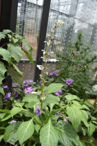 Salvia divinorum - Jardín Botánico de Bogotá