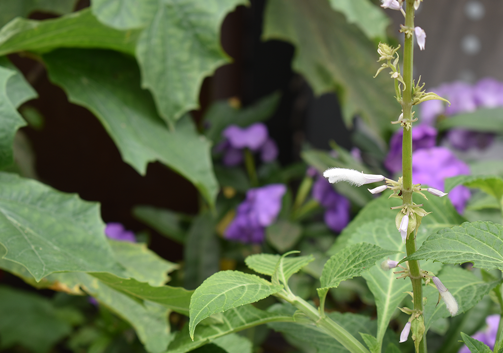 Salvia divinorum - Jardín Botánico de Bogotá