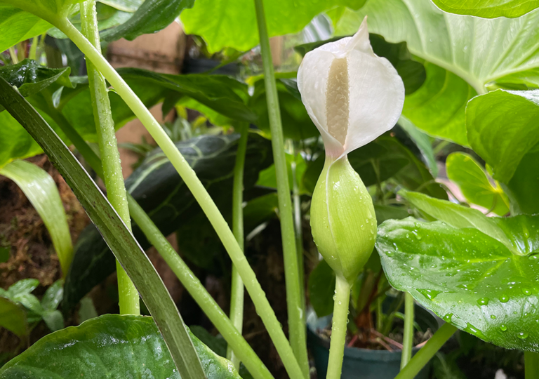 Xanthosoma mexicanum - Jardín Botánico de Bogotá