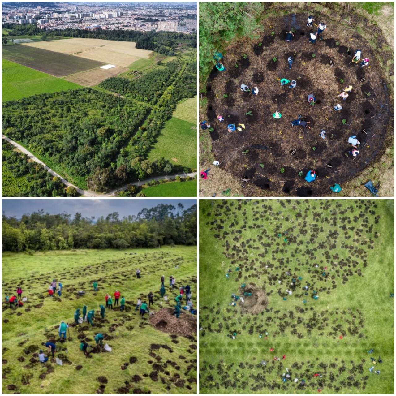 En la reserva Thomas van der Hammen nace el Bosque de la Educación en ...