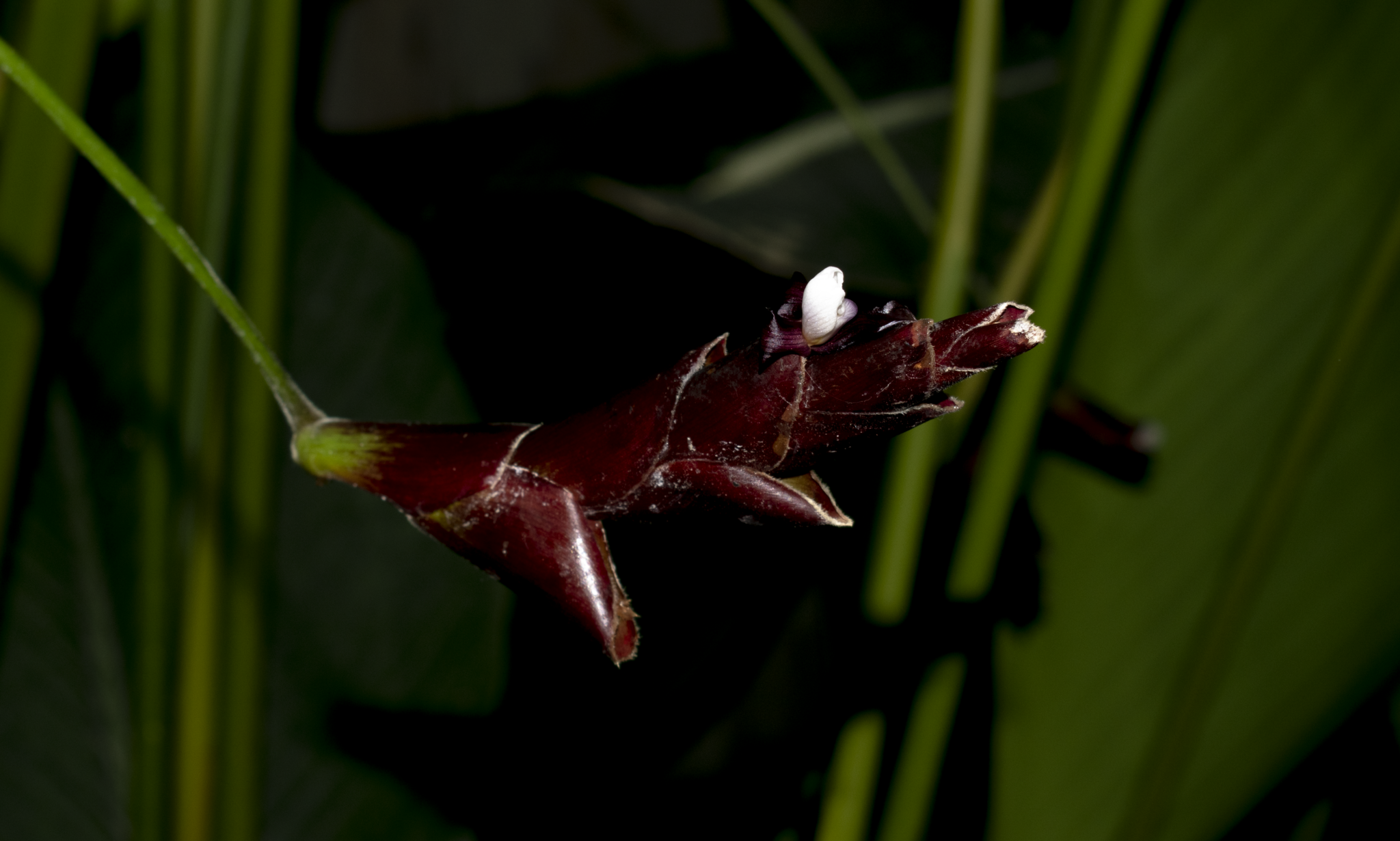Calathea lutea - Jardín Botánico de Bogotá