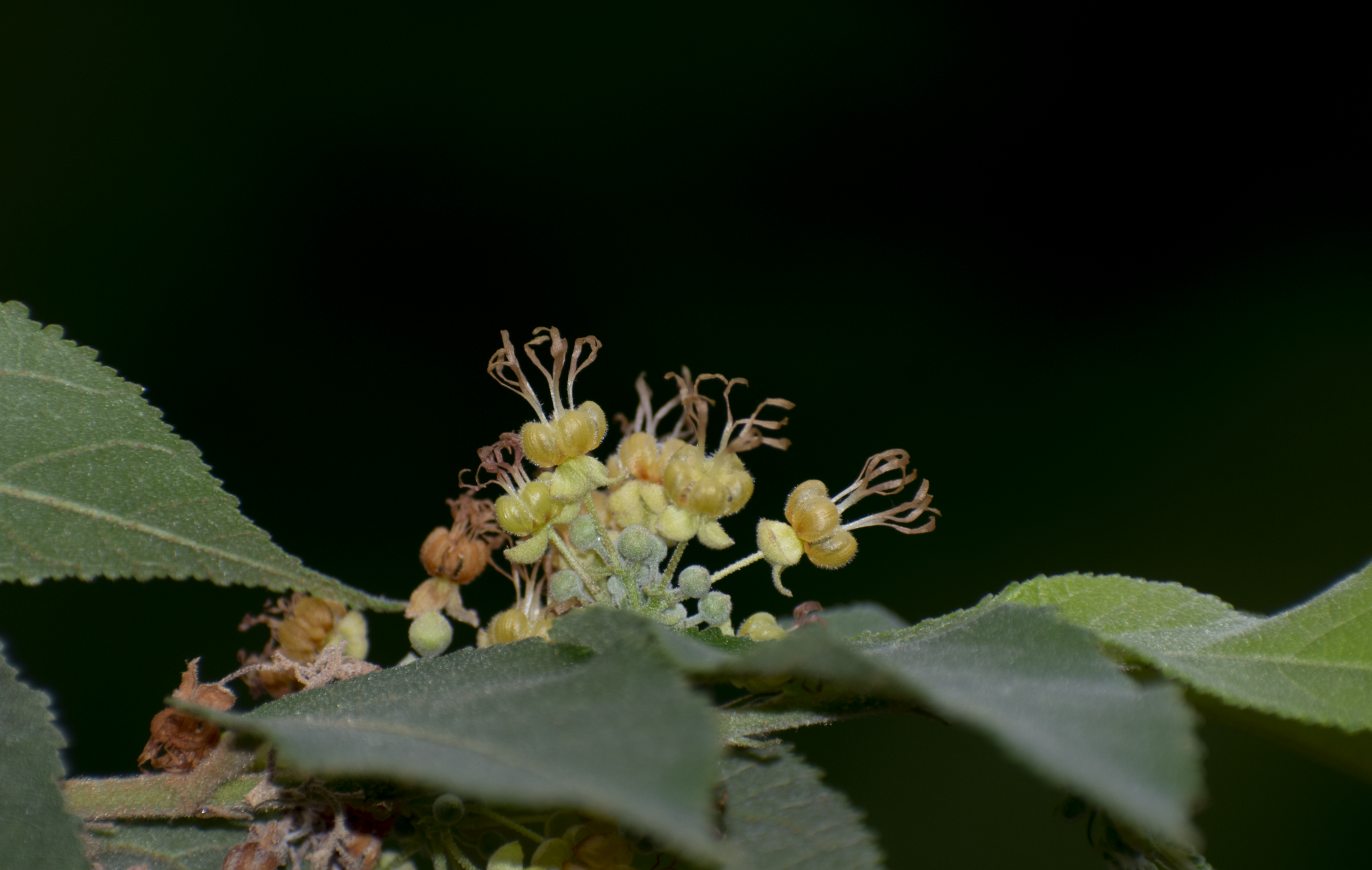 Guazuma ulmifolia - Jardín Botánico de Bogotá
