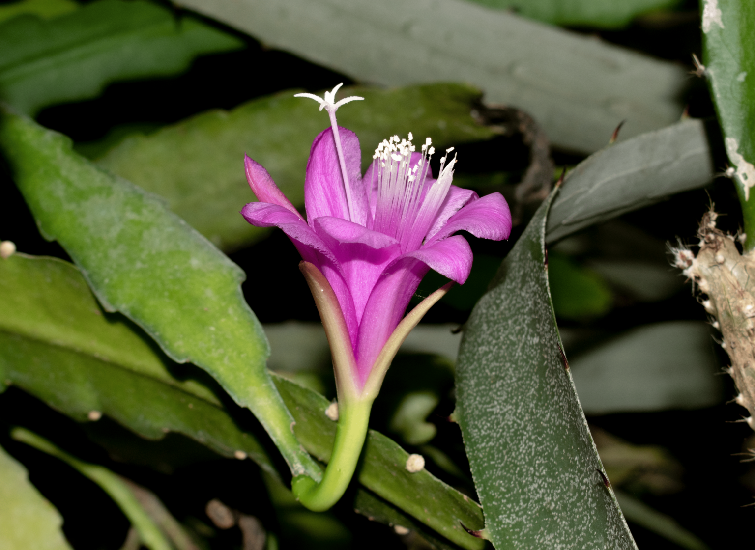 Disocactus nelsonii - Jardín Botánico de Bogotá