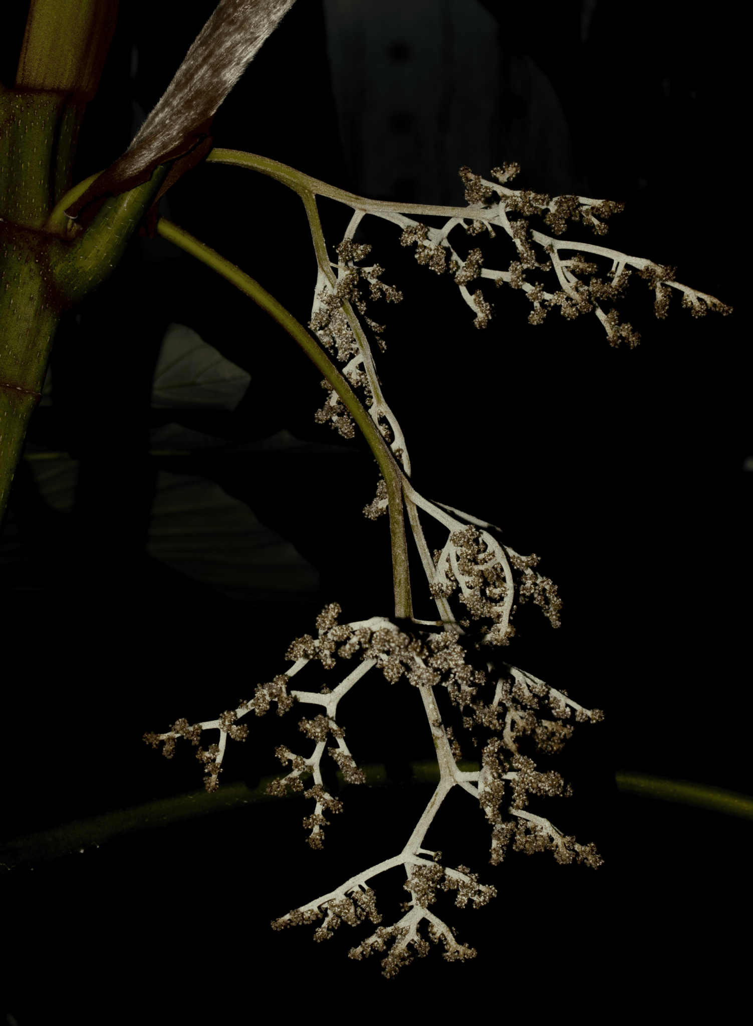 Pourouma cecropiifolia - Jardín Botánico de Bogotá